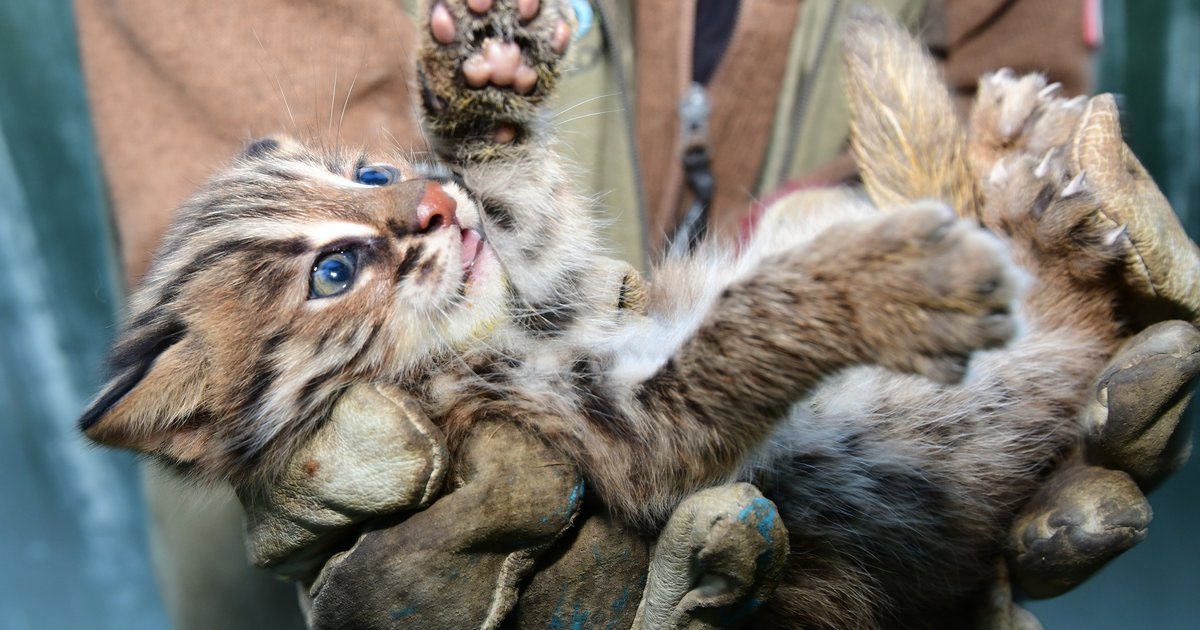 Krátkouchá koťata v olomoucké zoo odchovávají oba rodiče společně ...