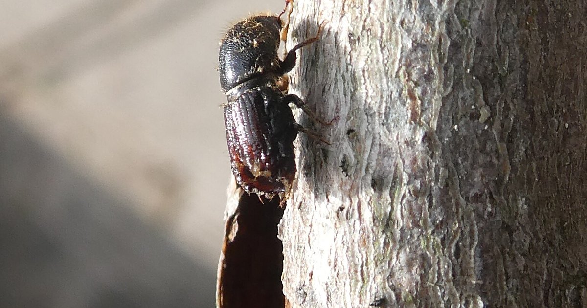 Kůrovec znovu útočí. Sucho a vedra zhoršují situaci na Vysočině ...