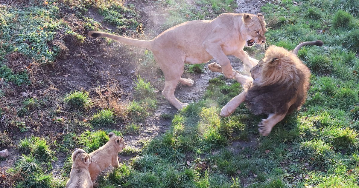Koťata už jsou ve výběhu se lvem, lvice mu dala rázně najevo, kdo je ...