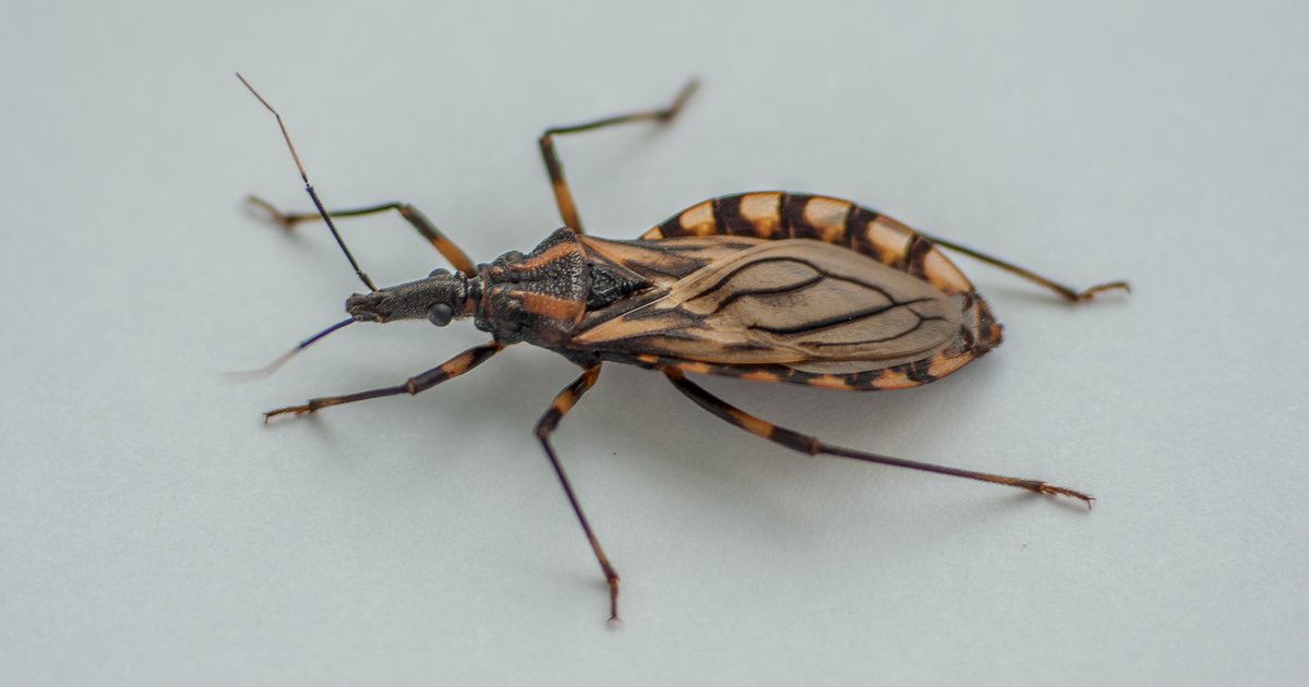 Den Chagasovy choroby - Minutové zprávy