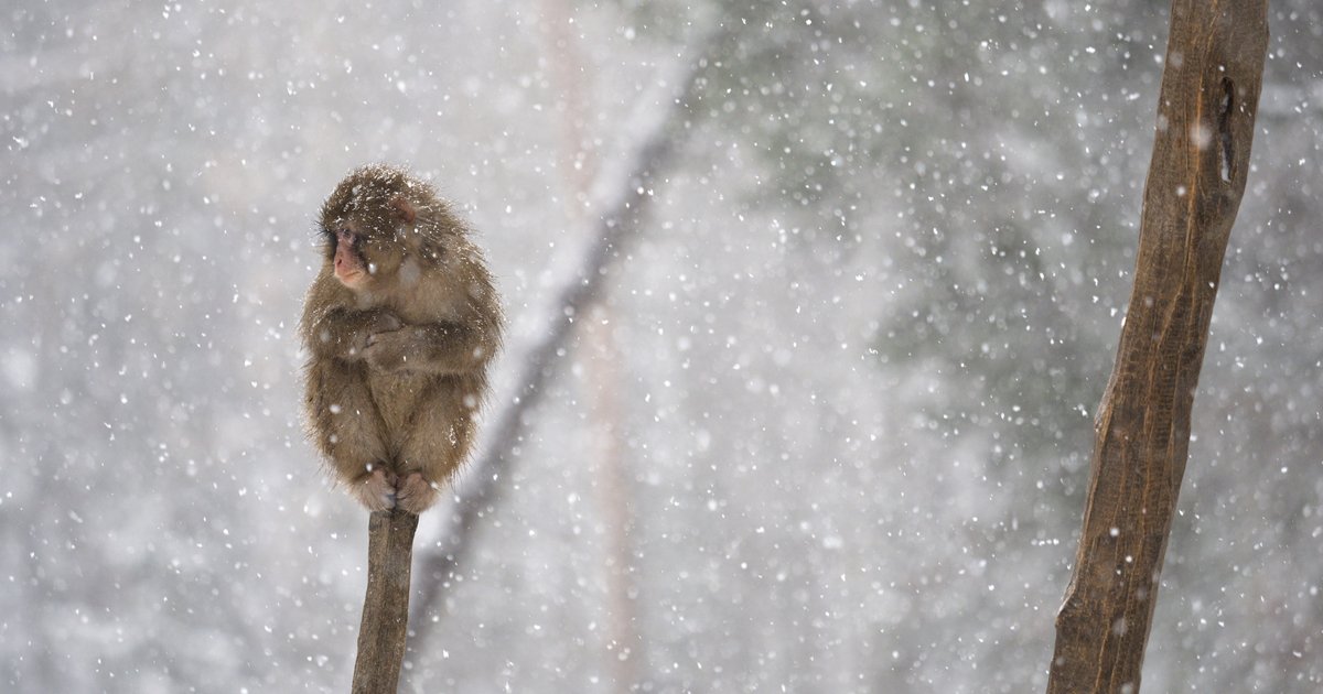 Zoo Olomouc chystá o Vánocích řadu akcí - Minutové zprávy Zoo Olomouc chystá o Vánocích řadu akcí - Minutové zprávy