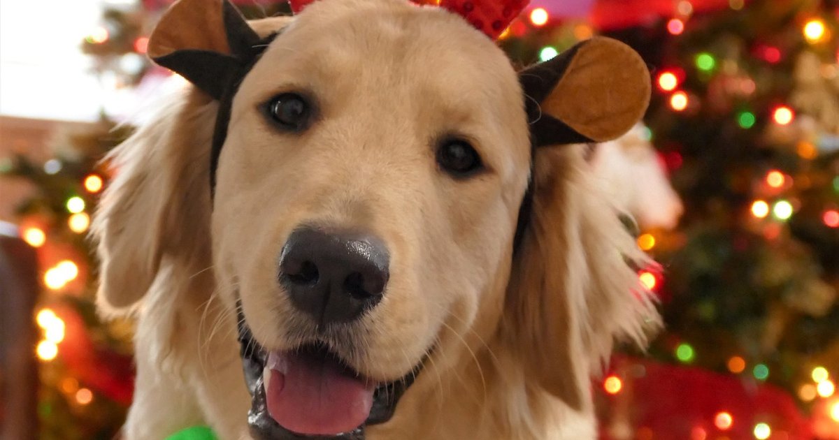 Co pro psa k Vánocům? Letos frčí jelení parohy! - Minutové zprávy