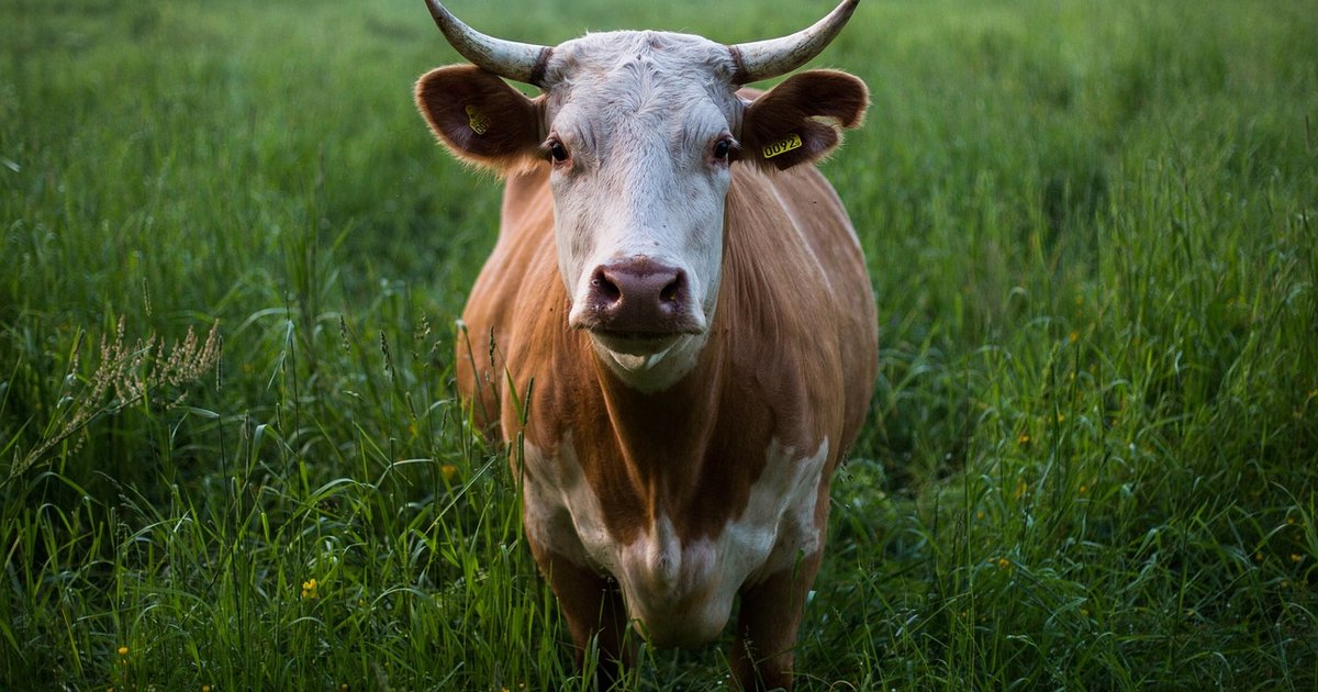Rituální porážky pro vývoz halal a košer masa jsou opět na stole ...